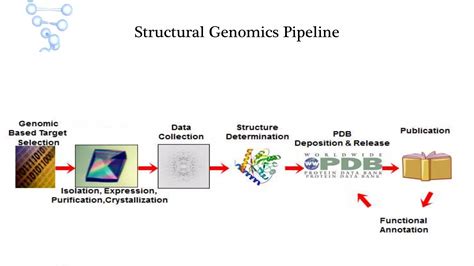 Structural Genomics Pptx Biological Sciences Science
