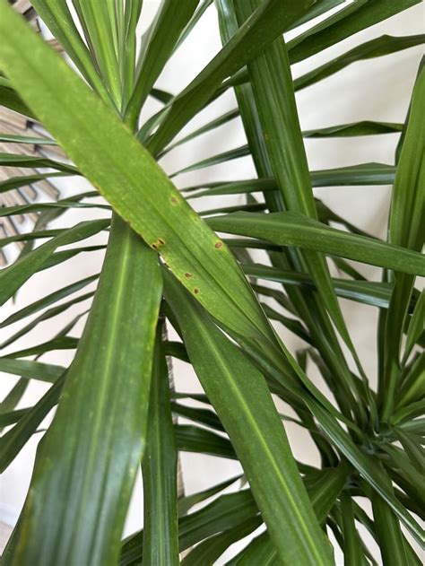 dragon tree issues not scale r plantclinic