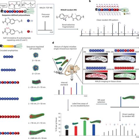 Direct Sequence Reading Of Encoded Polymeric Amphiphiles And Download Scientific Diagram
