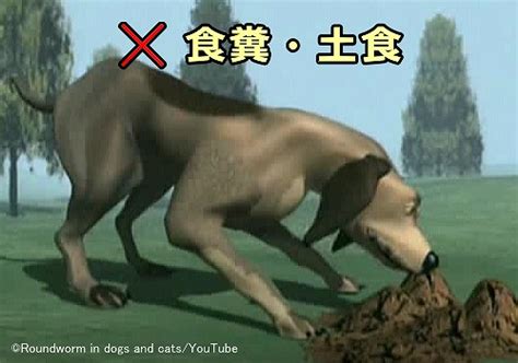 犬の回虫症～症状・原因から治療・予防法まで寄生虫症を知る 子犬のへや