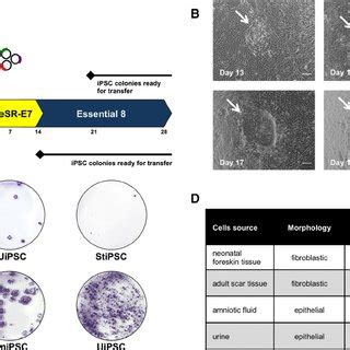 Generation Of Human Induced Pluripotent Stem Cells IPSCs With