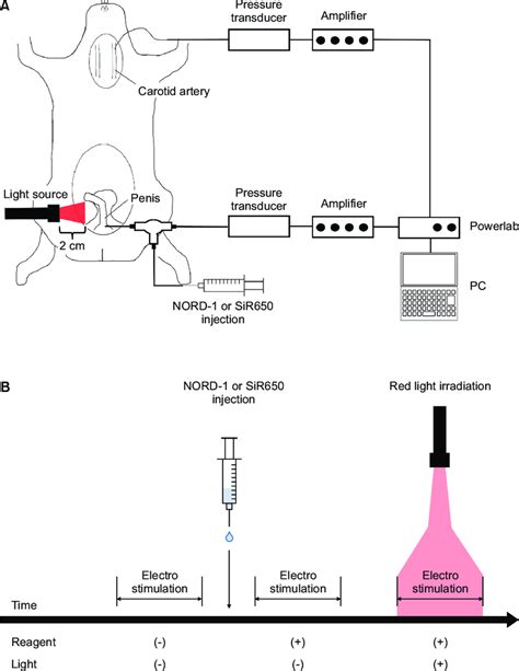 Schematic Image And Experimental Protocol Of Intracavernous Pressure