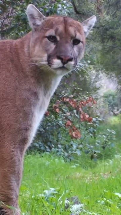 Cougar Calling Sounds In Forest Shorts Youtube