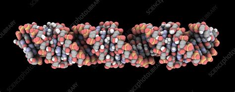 Double Stranded RNA Molecule Stock Image G Science Photo Library