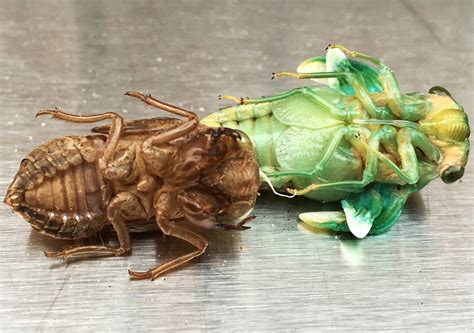 A Cicada Locust Crawling Out Of Its Shell In My Backyard… Alabama Imgur