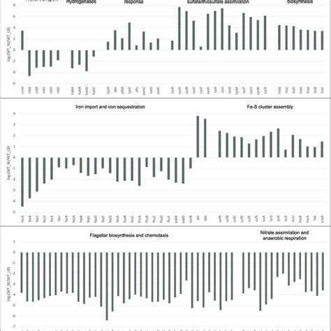 Transcripts Differentially Expressed In The Wild Type Strain Upon