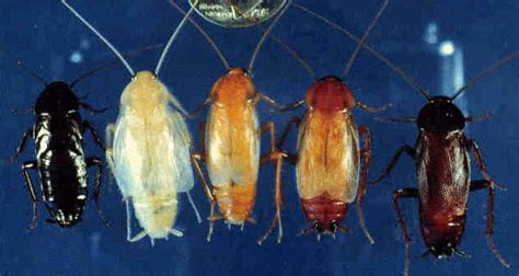 Blatta Orientalis Oriental Cockroach