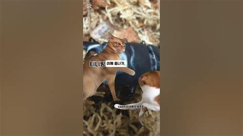 티니핑과 뽀로로 Youtube