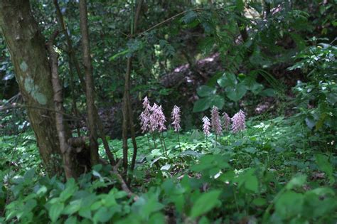 Cremastra Appendiculata Saihairan