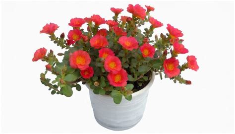 Šrucha Pazzaz Nano Tropical Punch Portulaca Umbraticola Pazzaz