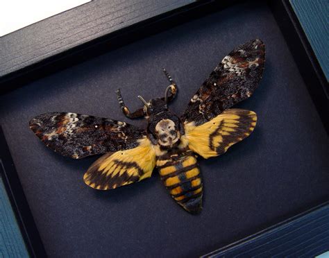 Death Head Moth Acherontia Atropos Female Real Framed