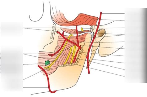 Infratemporal Fossa Diagram Quizlet
