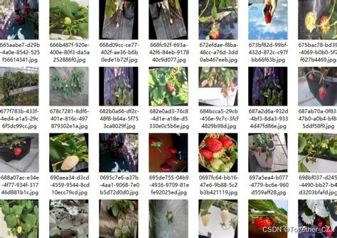 助力草莓智能自动化采摘，基于yolov5全系列【nsmlx】参数模型开发构建果园种植采摘场景下草莓成熟度智能检测识别系统 Ew帮帮网