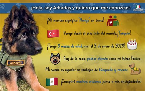 ¡en Honor A Proteo Arkadas El Perro Que Regaló Turquía A México Participa En El Desfile