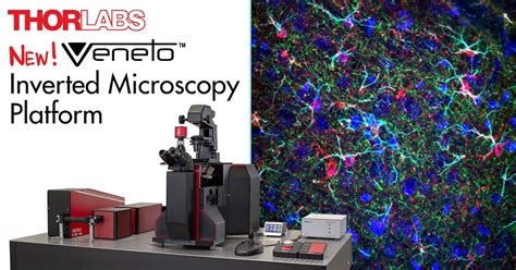 Thorlabs On Linkedin Microscopy Fluorescence Multiphoton