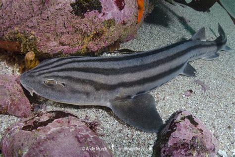 Pyjama Catshark Poroderma Africanum Pyjama Catshark Poroderma Africanum
