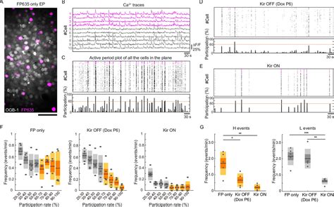 Developmental Stage Specific Spontaneous Activity Contributes To