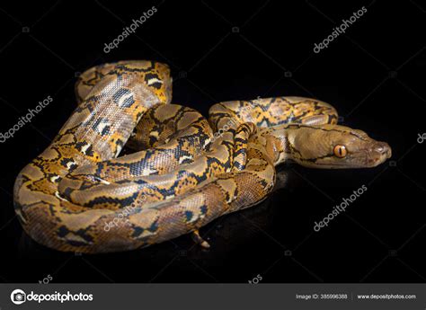 reticulated python python reticulatus isolated black background — stock