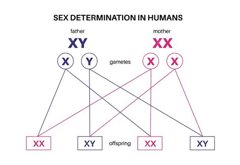 Premium Vector Sex Determination In Humans Male And Female Sperm And