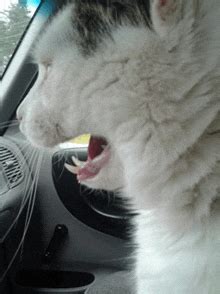 Oh Stop It You Cat S Tenor