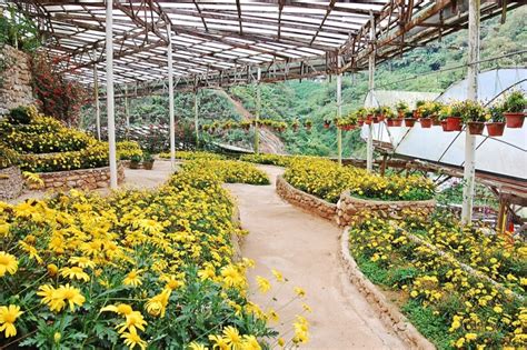 어디에도 없는 말레이시아 여행정보 ⑧ 카메론 하이랜드 하일랜드 여행 완전 정복 고산 휴양지