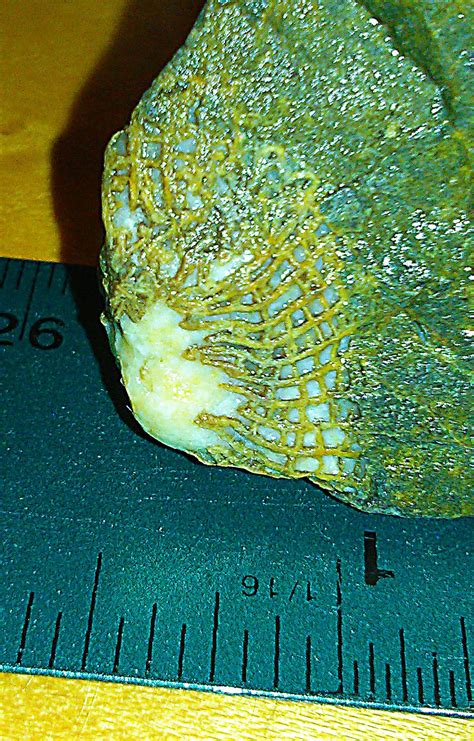 Crinoid And Coral Fossil Id The Fossil Forum