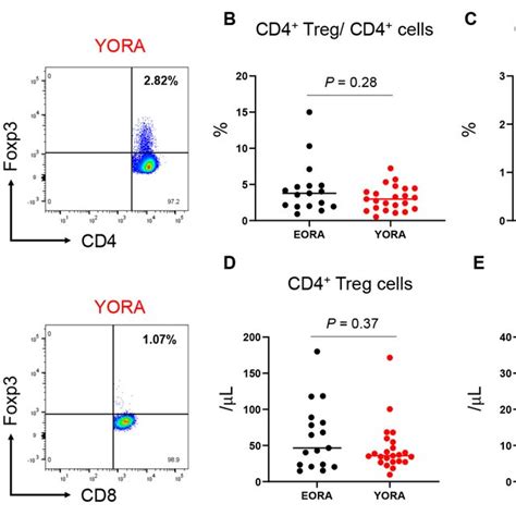gating strategy to identify cd4⁺ and cd8⁺ regulatory t cells tregs
