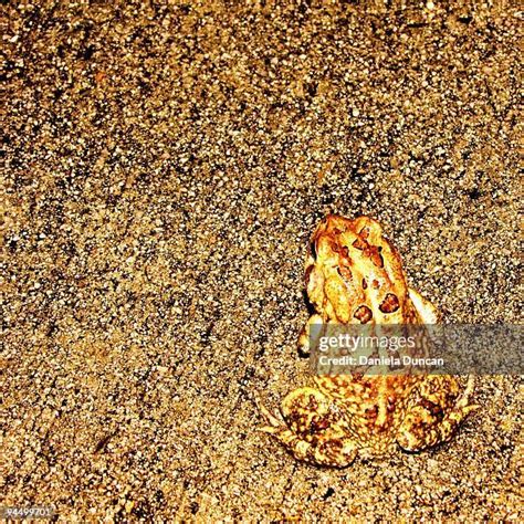 Yellow Toad Photos And Premium High Res Pictures Getty Images
