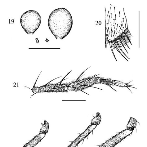 Wing Photograph Of Culicoides Baniwa Spnov Female Download