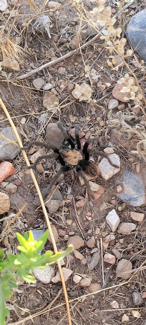 Magnificent Bro From A Hike Today R Spiderbro