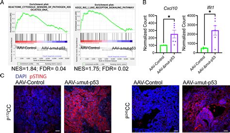 Triple Negative Breast Tumors Are Dependent On Mutant P53 For Growth