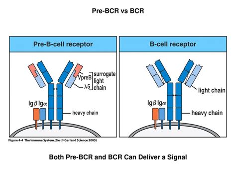 B Cell Development In Bone Marrow And Peripheral Lymphoid Tissue Part March Ppt