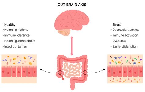 Gut Brain Connection The Role Of Your Diet In Boosting Mental Health