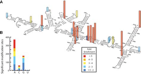 Sites Of Yeast In Vivo Dms Modification Identified By Mod Seq A Download Scientific Diagram