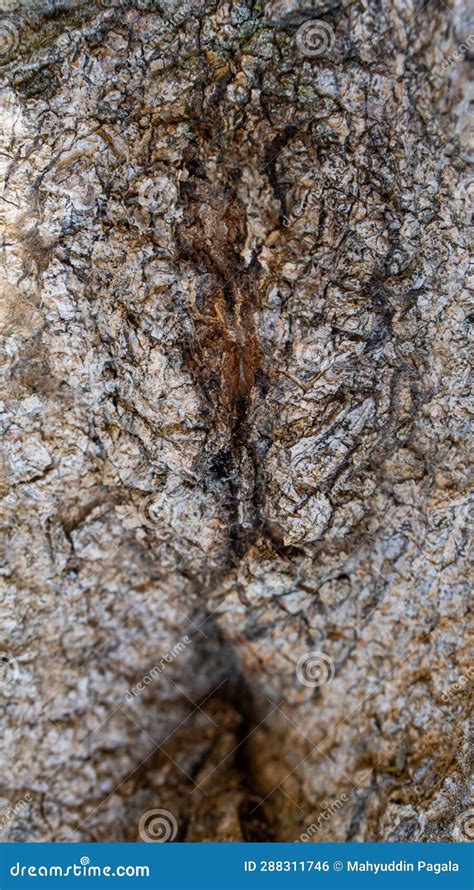 Texture Of Mango Tree Bark In The Shape Of Female Genitalia Stock Photo Image Of Tile Tree