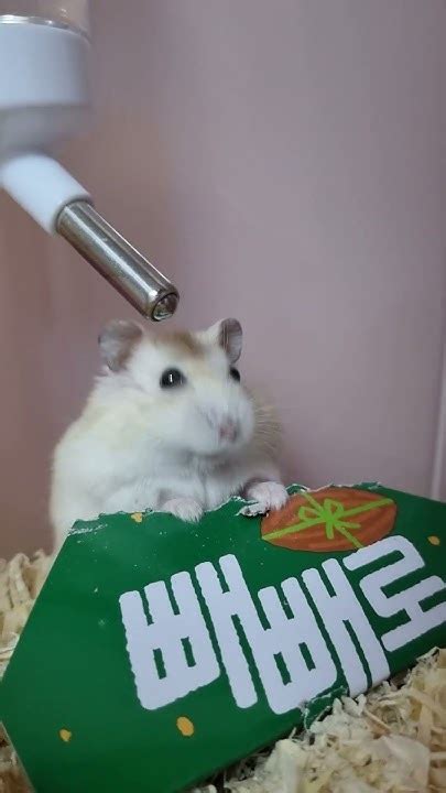 종이 뜯는 햄스터 Youtube