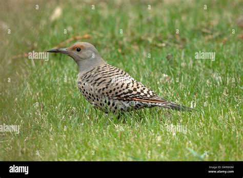 Common Flicker Information