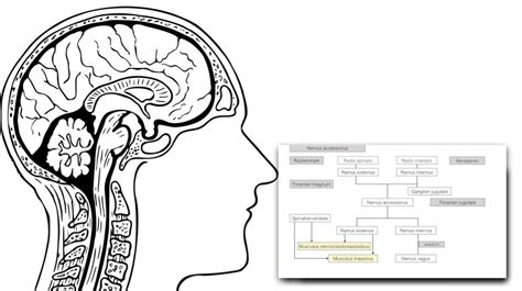 Xi Nervus Accessorius Clipdocs