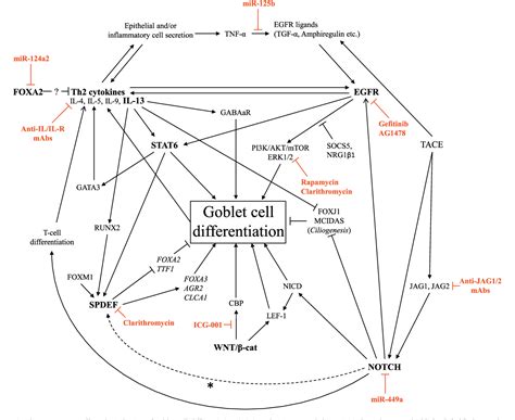 Figure 3 From Persistent Induction Of Goblet Cell Differentiation In