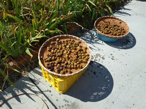 梅干し 土用干し さんさん丸 ￣ー￣ﾆﾔﾘ