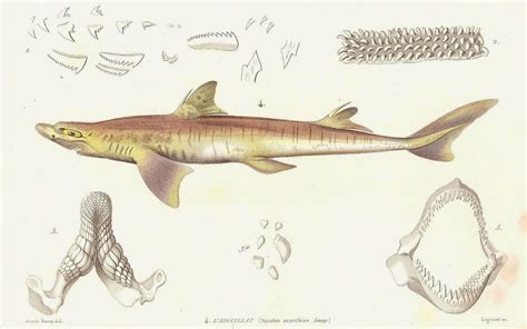 Theories Of Evolution Before Darwin Purposeful Universe