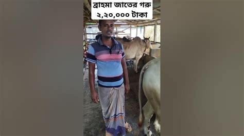 Shorts Viral Viralvideo Bigcow2023 কোরবানির গরুর দাম ২০২৩ আমেরিকান ব্রাহমা দাম ২০২৩ Viral