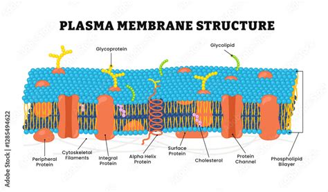Plasma Cell Membrane Structure Anatomy Diagram Model Cell Cytoplasmic Membrane Structure