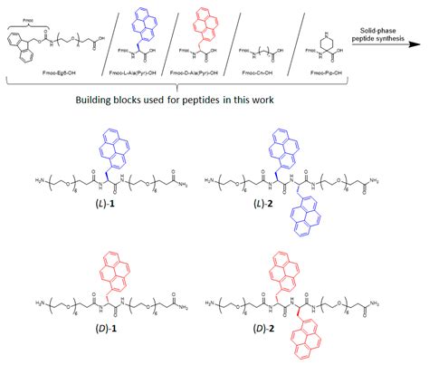 Non Classical Circularly Polarized Luminescence Control Of Peptide Luminophore Based On Precise