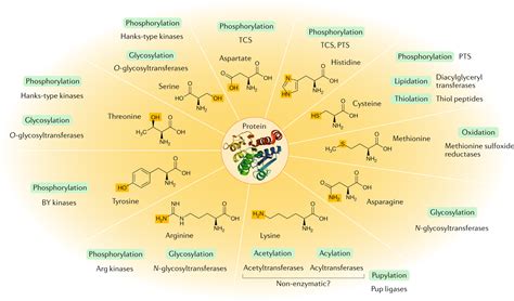 Examples Of Post Translational Modifications And Their Impact