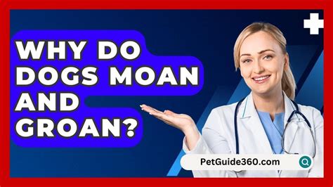 Why Do Dogs Moan And Groan? - PetGuide360.com - YouTube