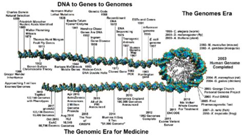 Lecture Introduction To Genomics Flashcards Quizlet