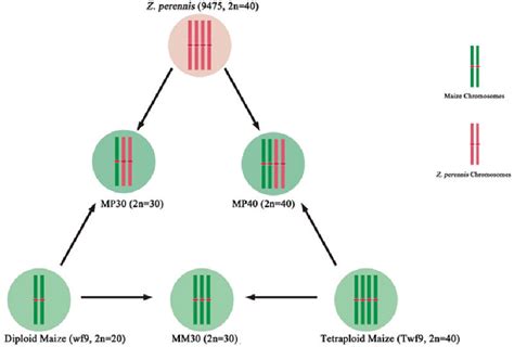 Figure 1 From Mysterious Meiotic Behavior Of Autopolyploid And Allopolyploid Maize Semantic