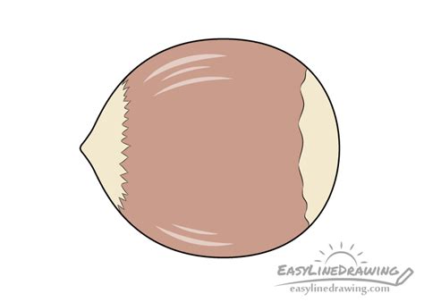 How To Draw A Hazelnut Step By Step Easylinedrawing