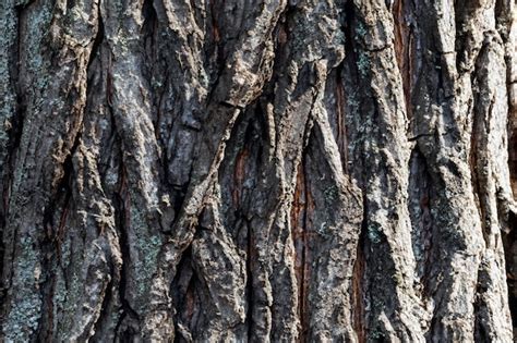 Premium Ai Image Rough Texture Tree Trunk Bark With Bright Sunlight
